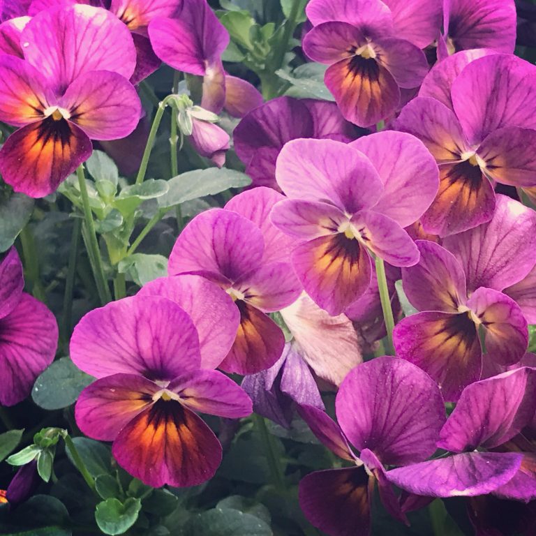 Viola ‘Plum Antique’ and ‘Aztec’ – Hanno's Garden